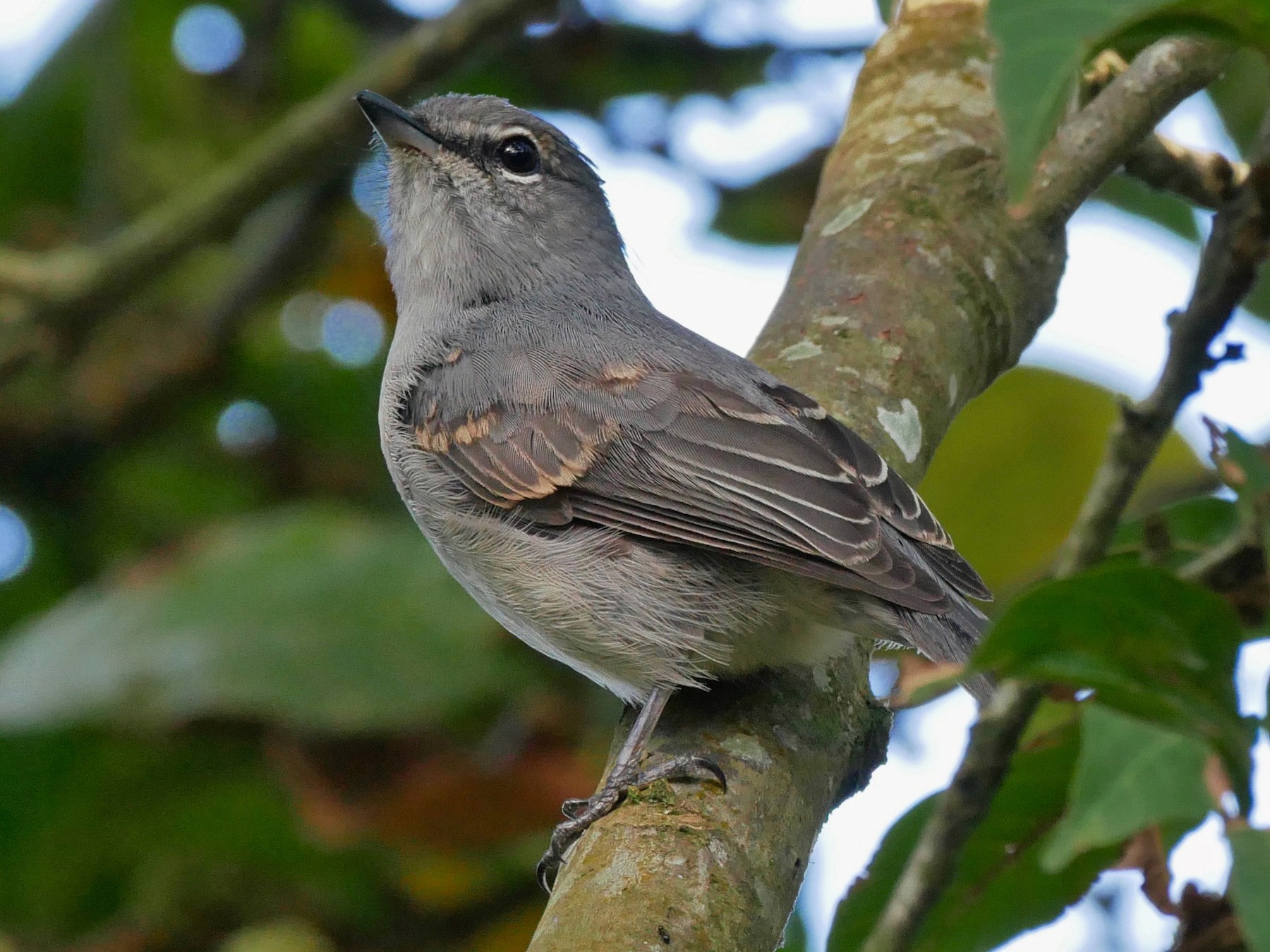 Ashy Flycatcher - eBird