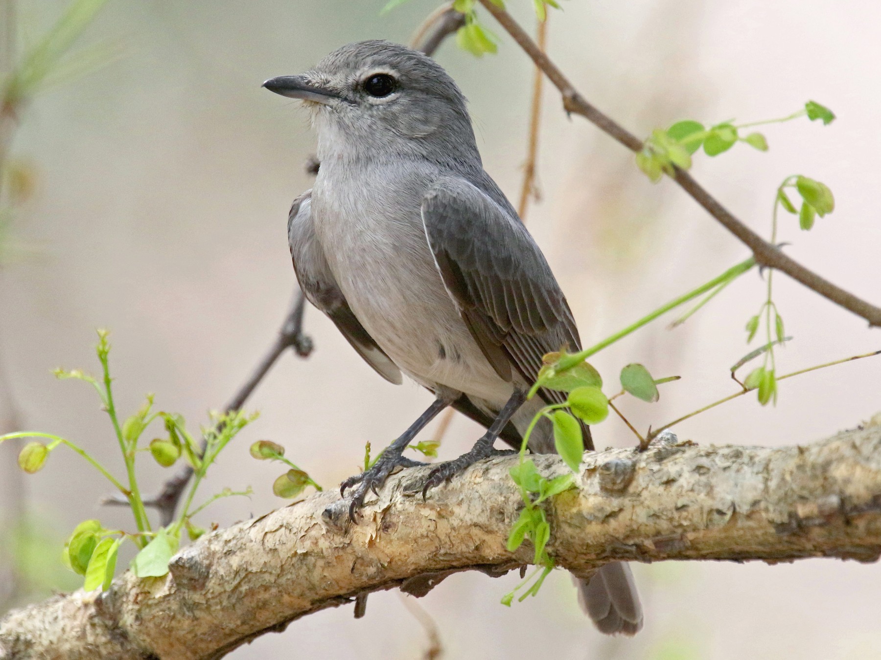 Ashy Flycatcher - eBird