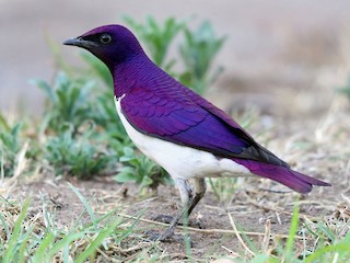 Violet-backed Starling - eBird