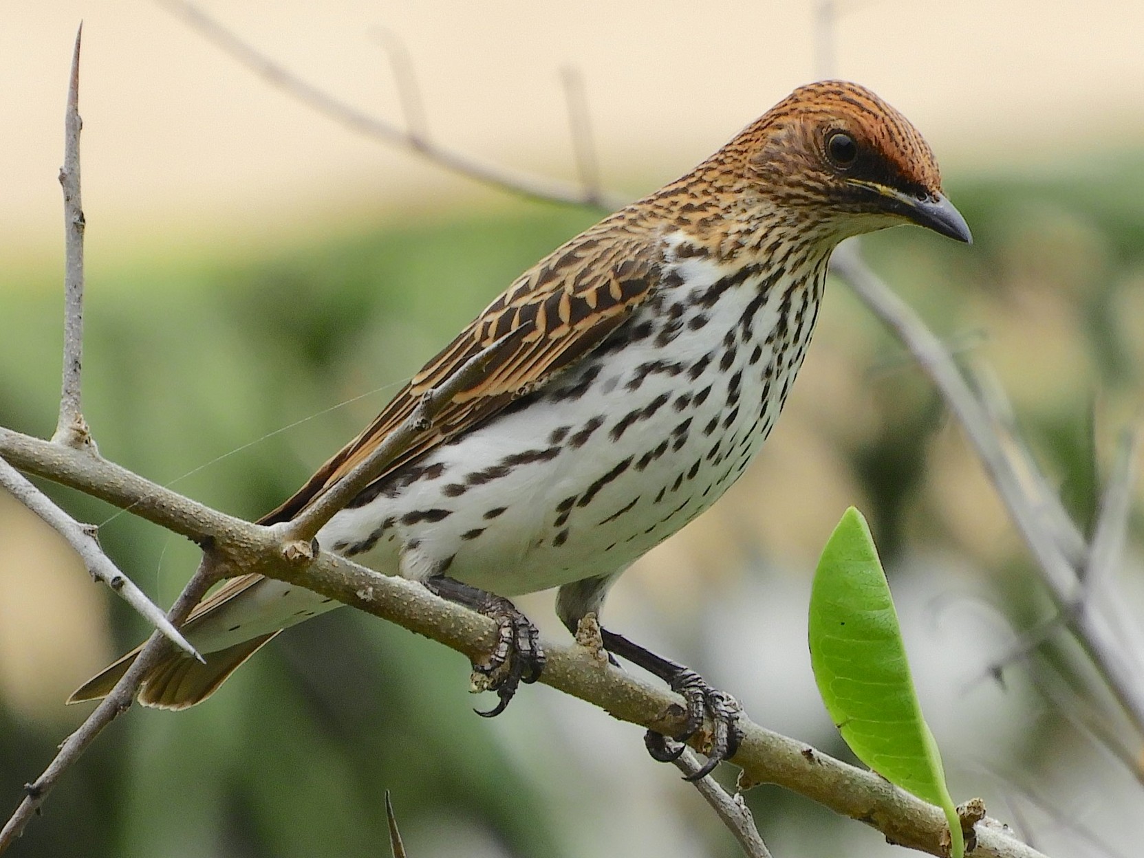 Violet-backed Starling - eBird