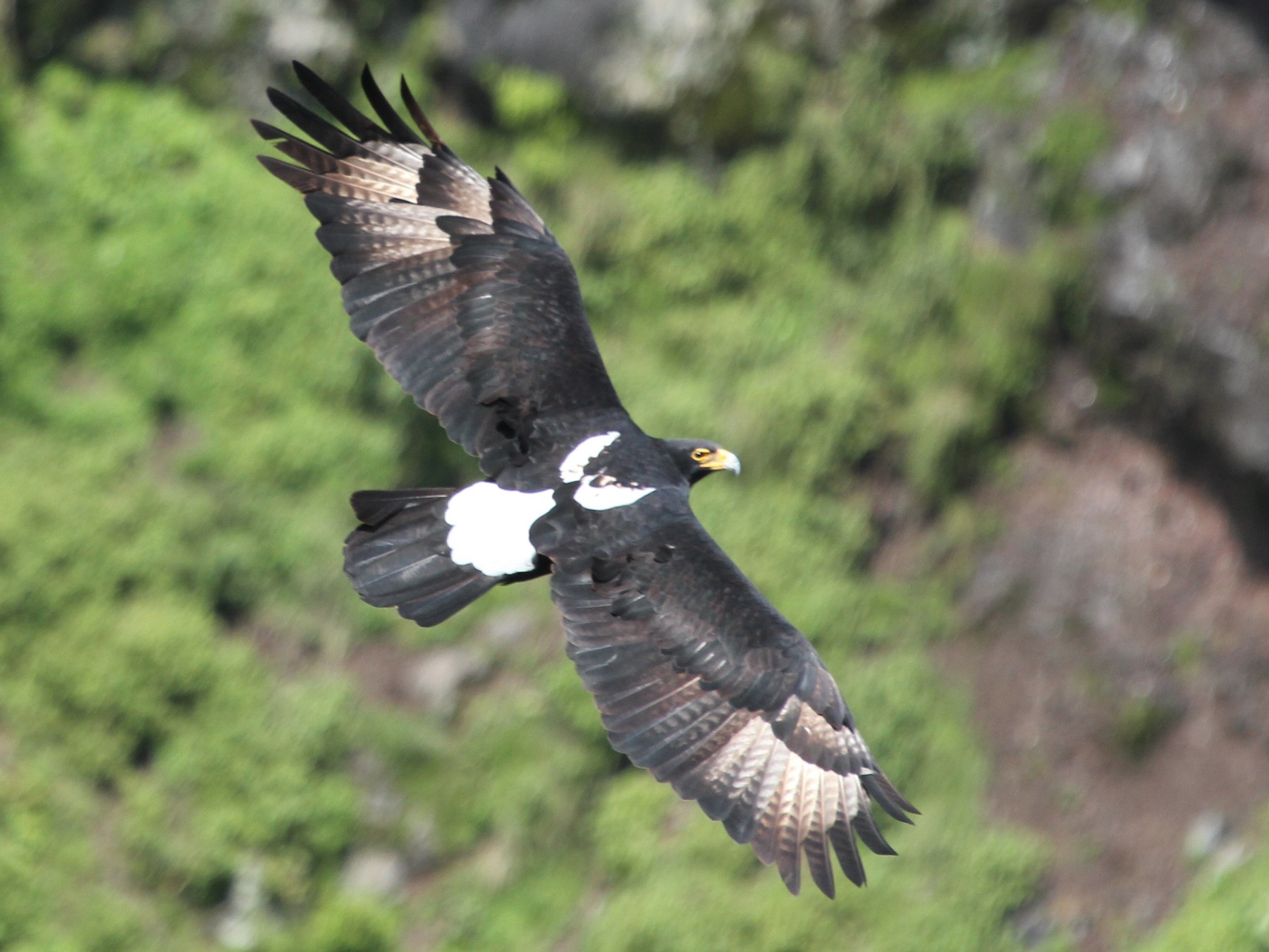 Verreaux's Eagle - eBird