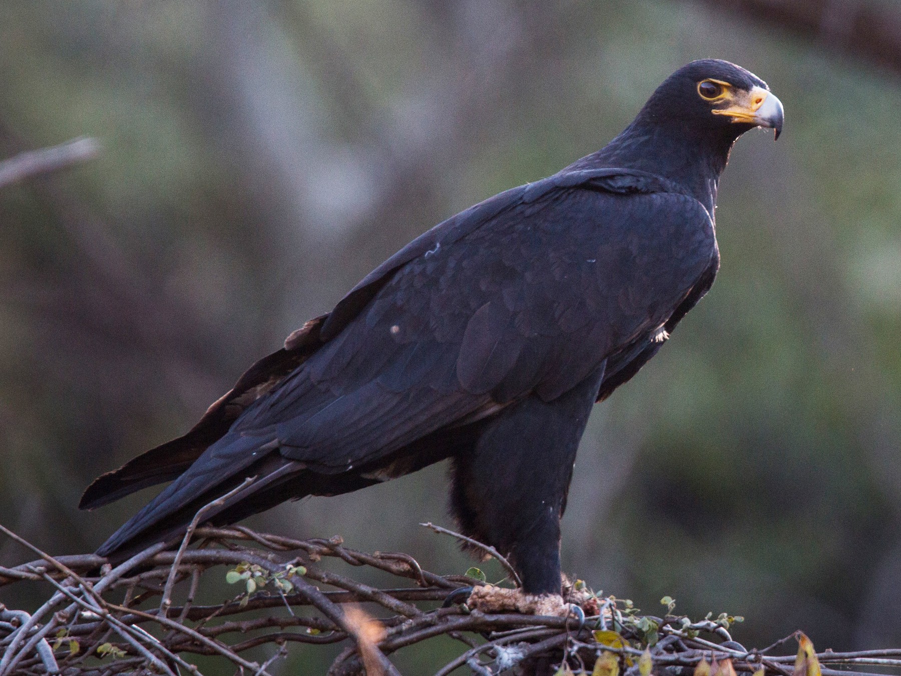 Verreaux's Eagle - eBird