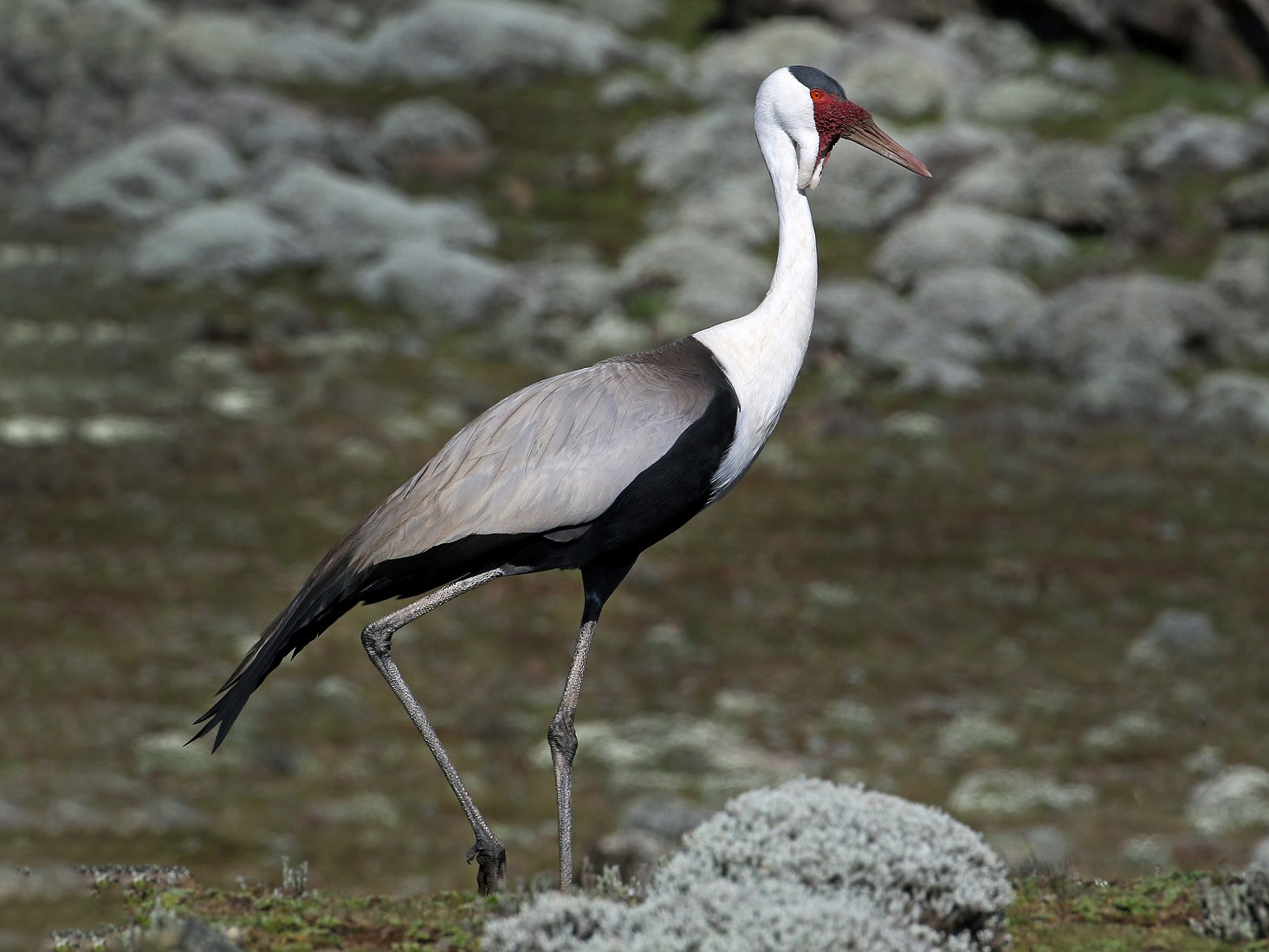 Wattled Crane - eBird
