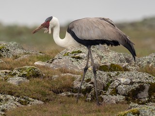 Wattled Crane - eBird