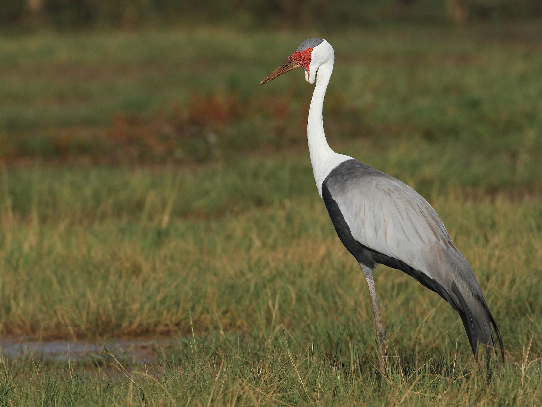 Wattled Crane - eBird