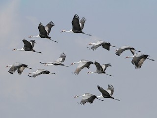 Wattled Crane - eBird
