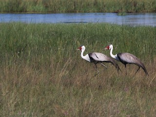 Wattled Crane - eBird