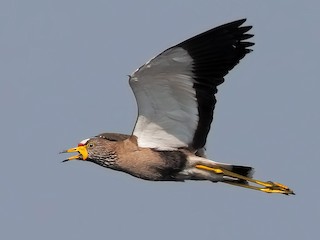 Wattled Lapwing - eBird