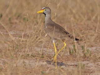 Wattled Lapwing - eBird