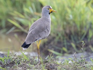 Wattled Lapwing - eBird