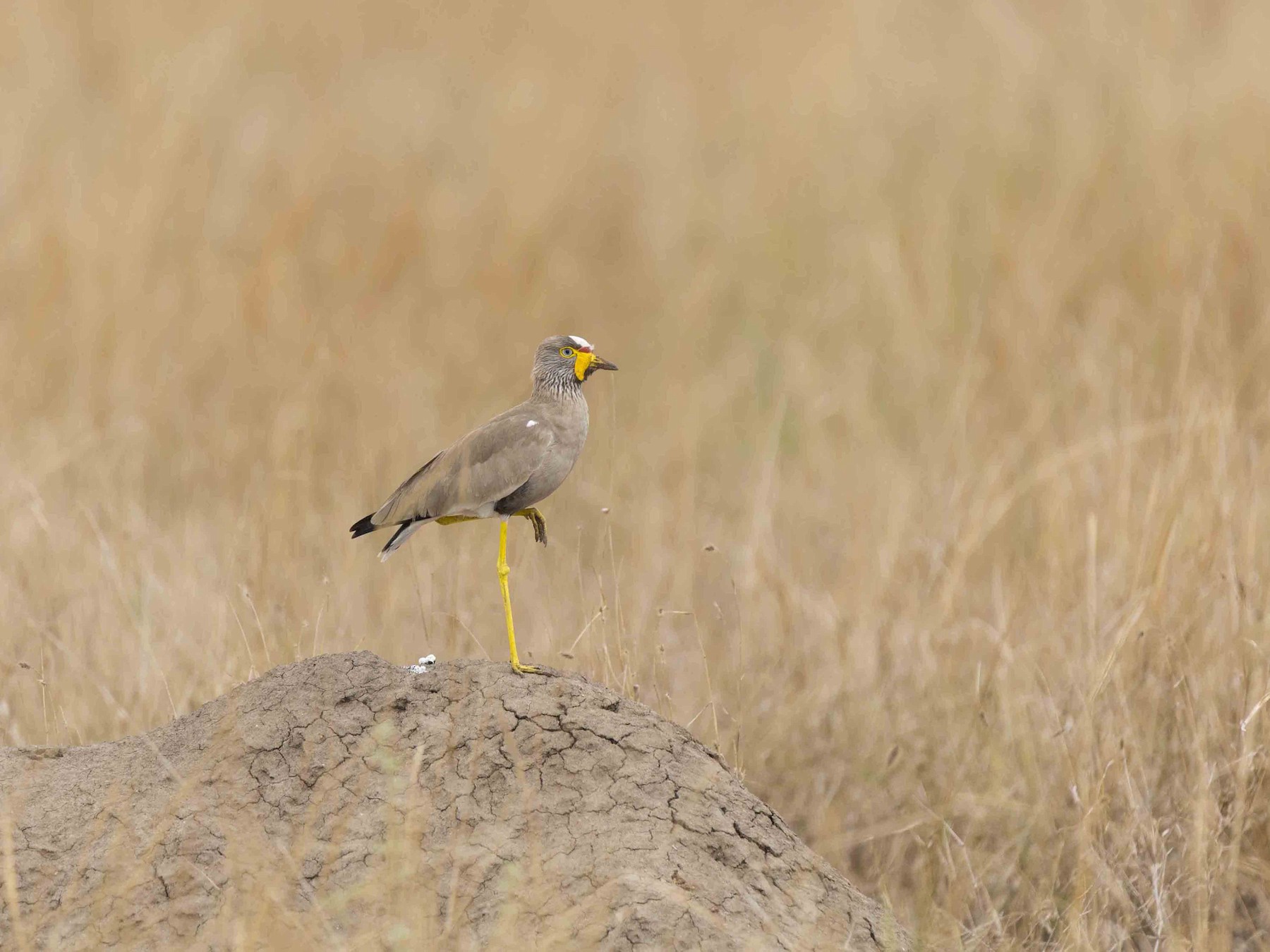 Yellow Wattled Lapwing