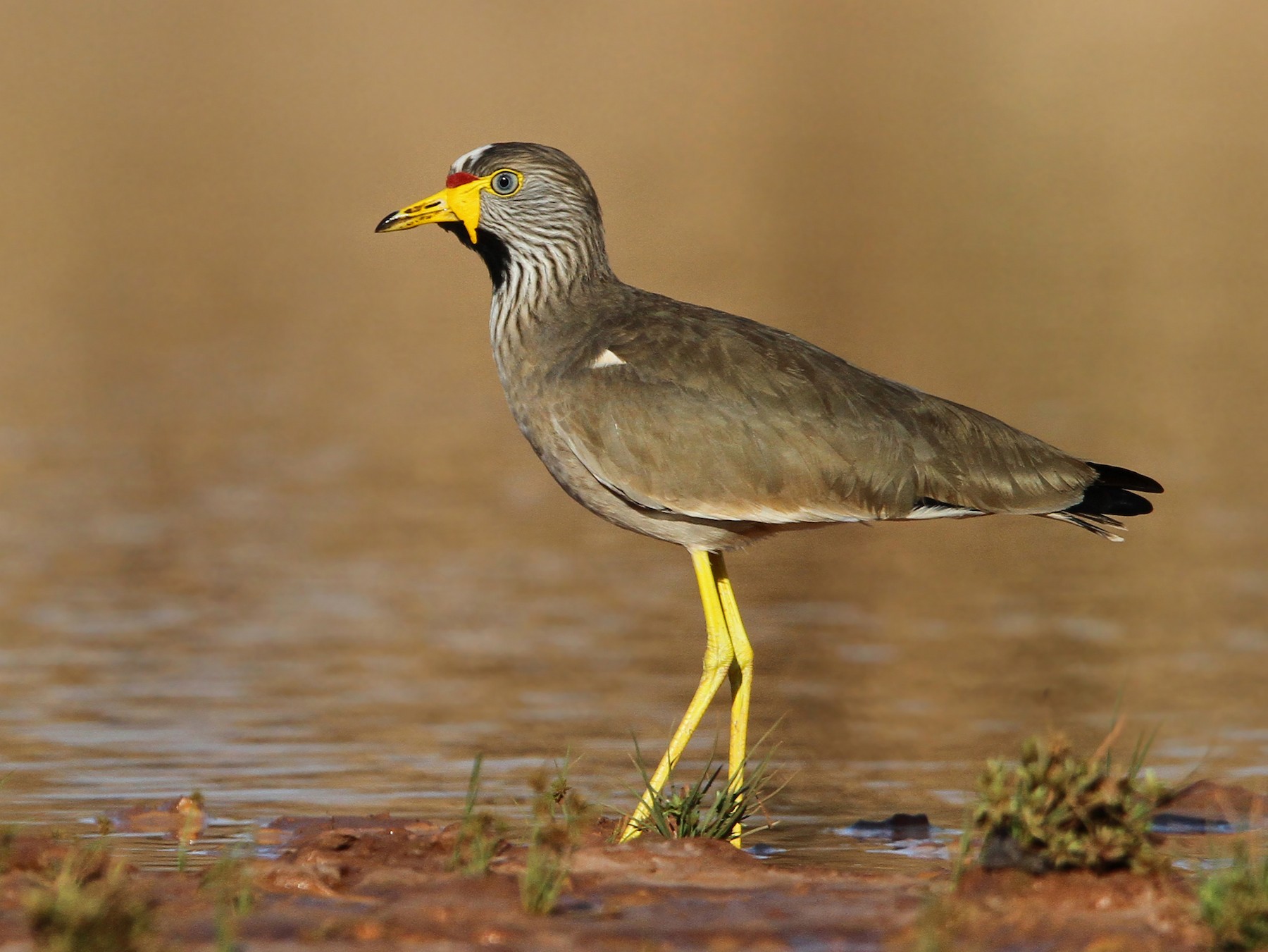 Wattled Lapwing - eBird