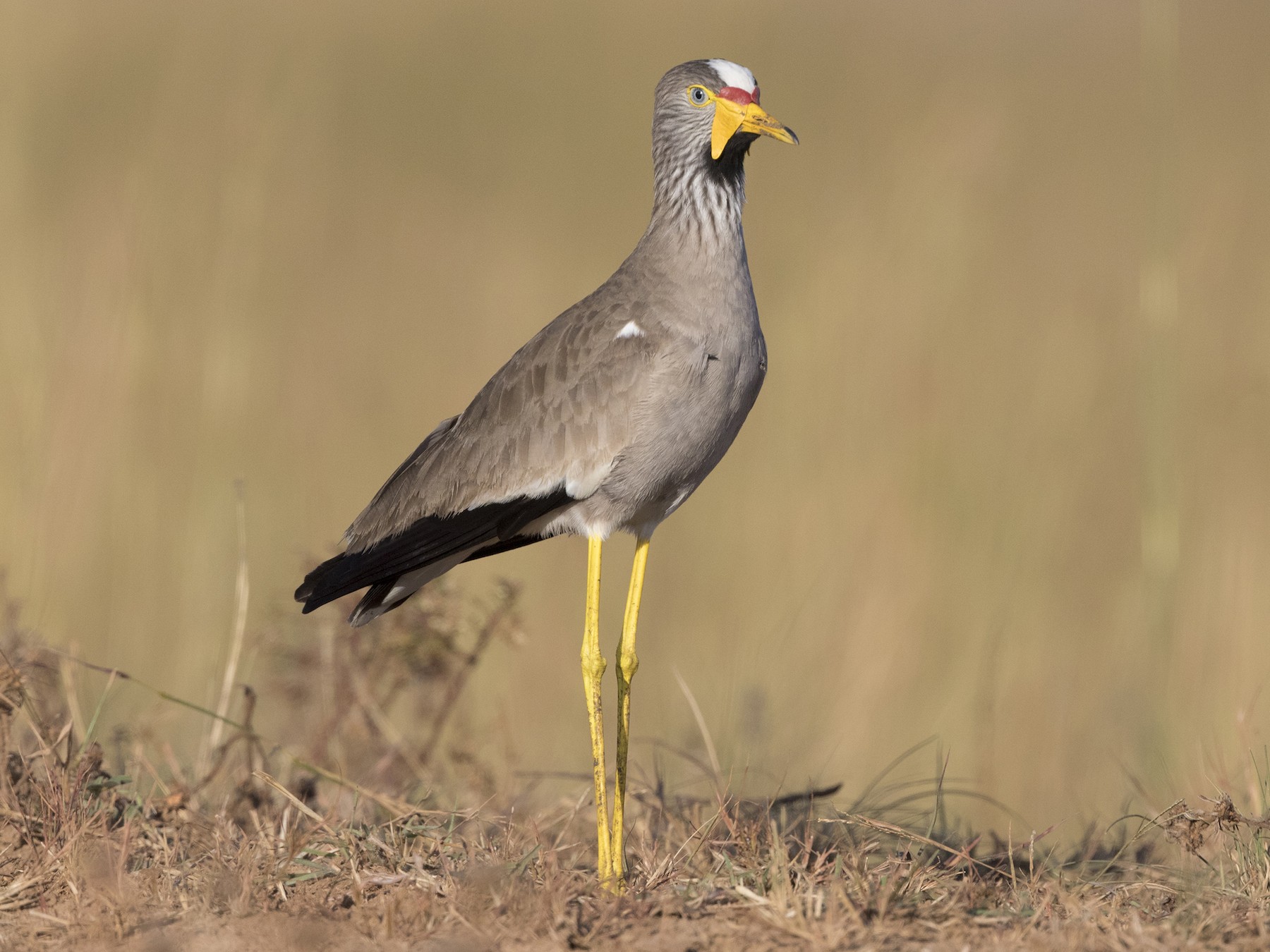 Wattled Lapwing - eBird