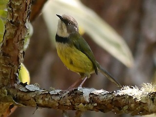 Bar-throated Apalis - eBird
