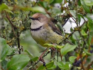 Bar-throated Apalis - eBird