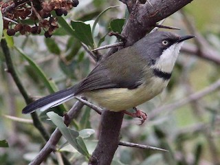 Bar-throated Apalis - eBird