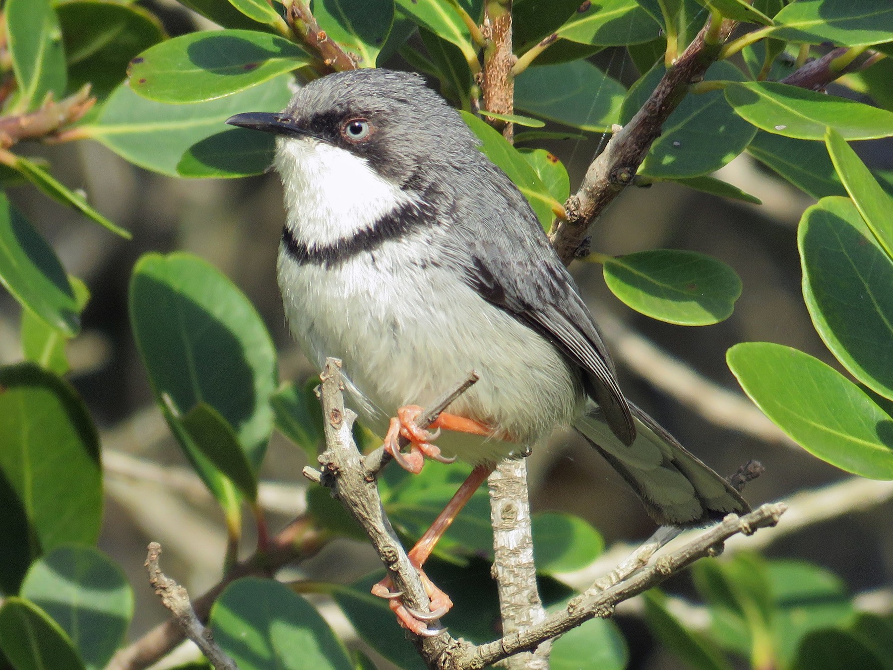 Bar-throated Apalis - eBird