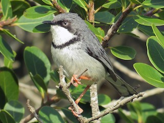 Bar-throated Apalis - eBird