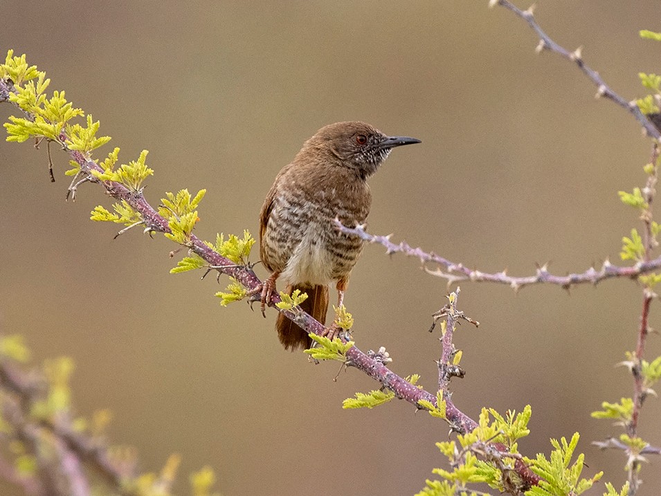 Barred Wren-Warbler - eBird
