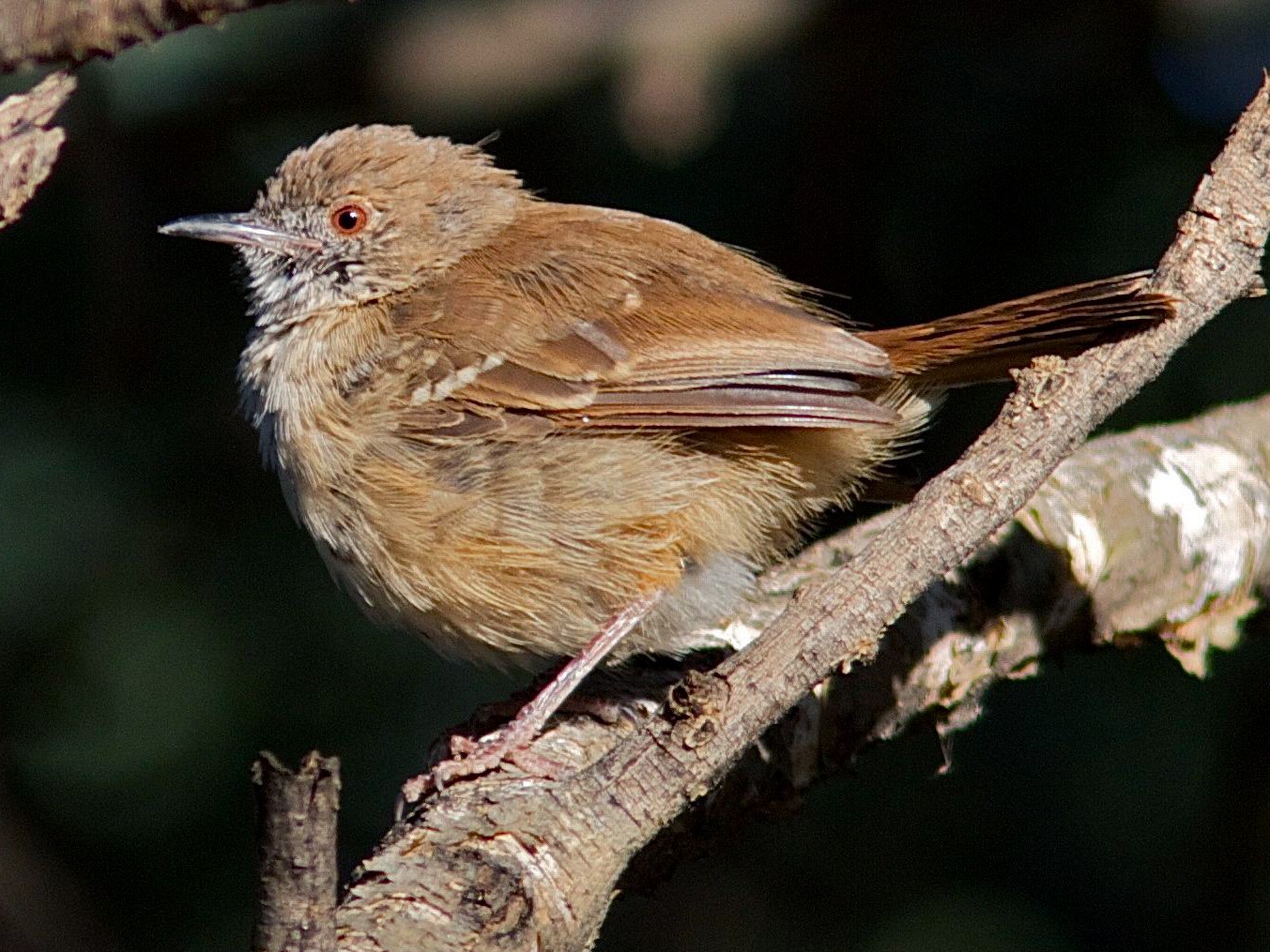 Barred Wren-Warbler - eBird