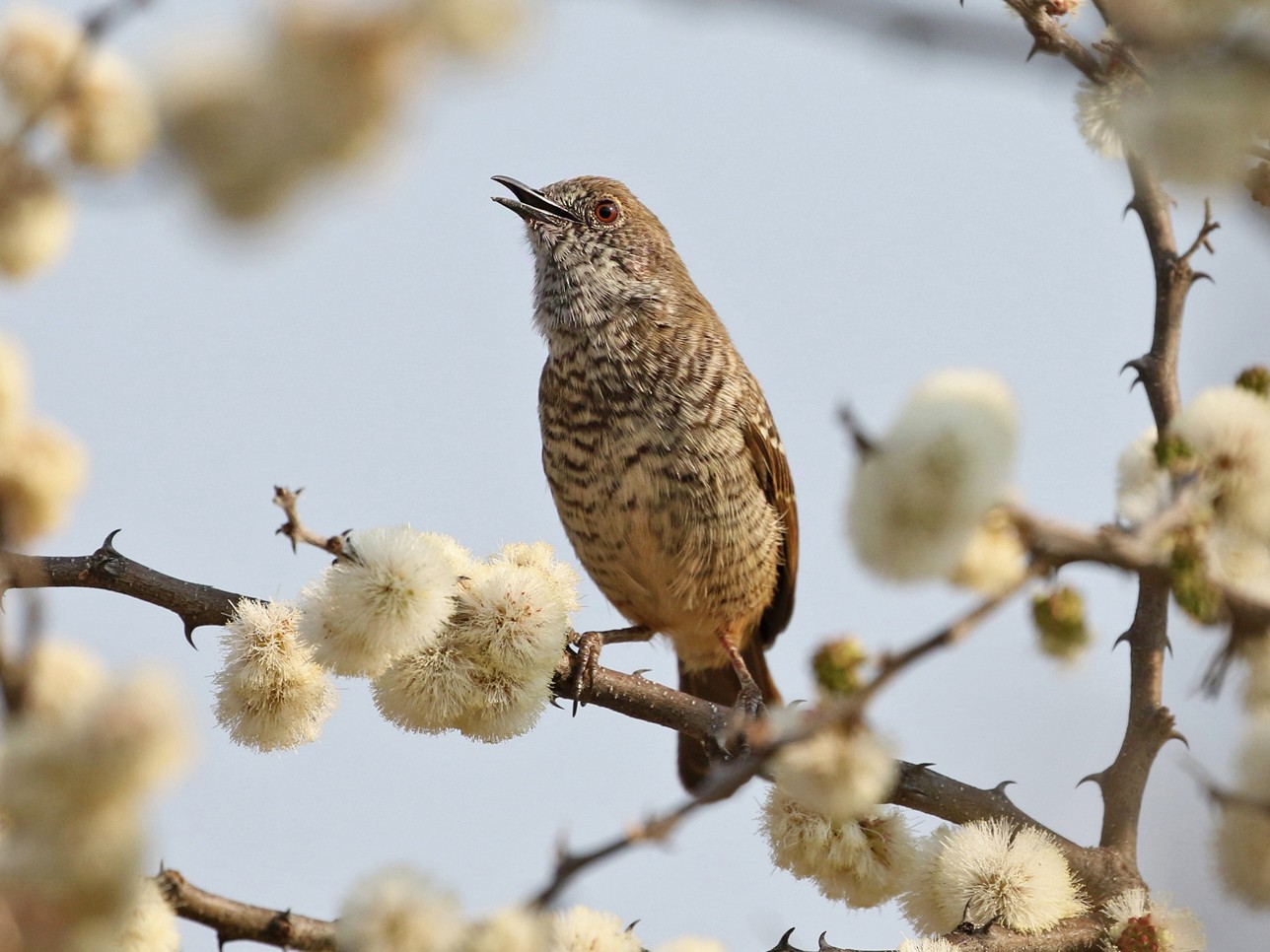 Barred Wren-Warbler - eBird
