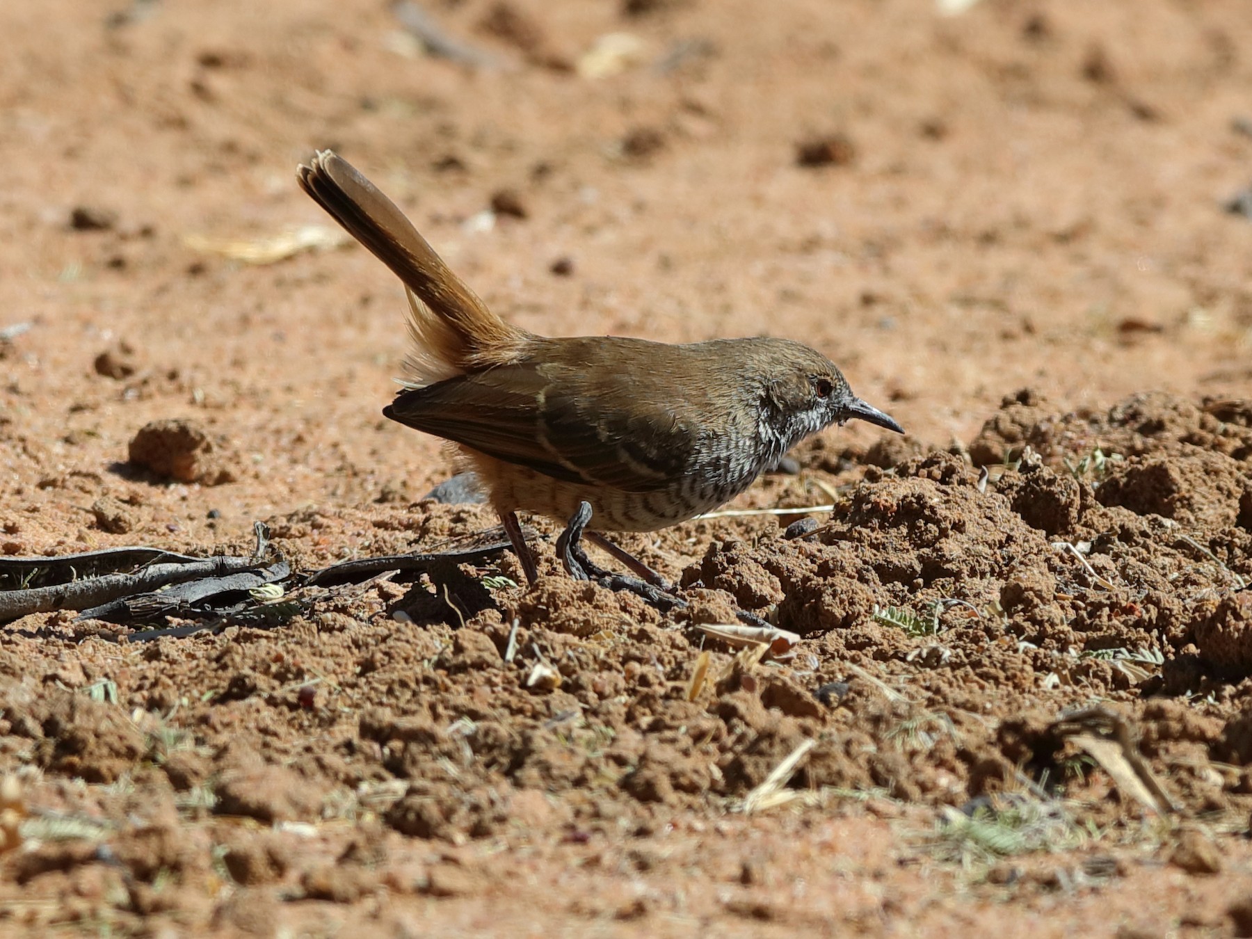 Barred Wren-Warbler - eBird