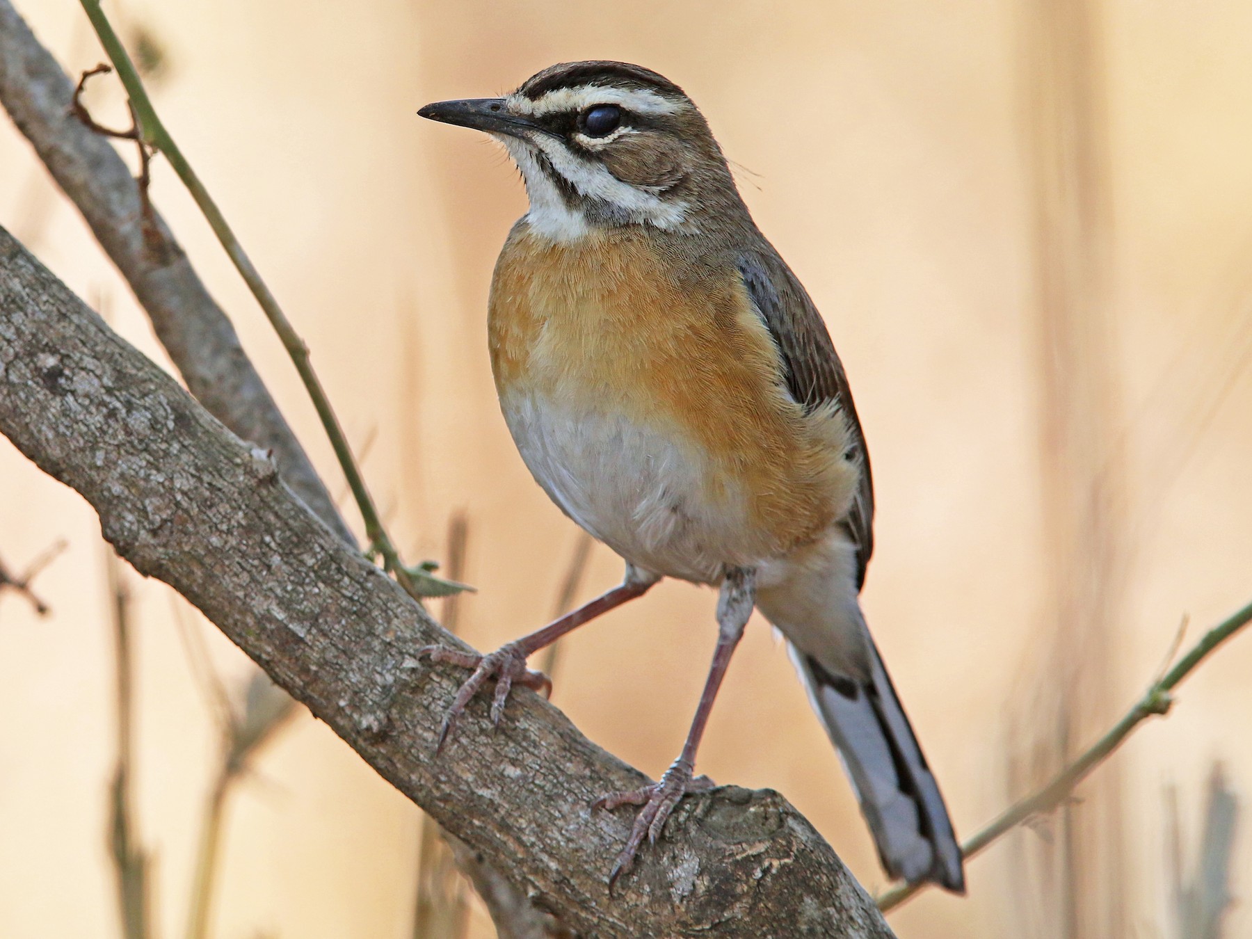 Bearded Scrub-Robin - eBird