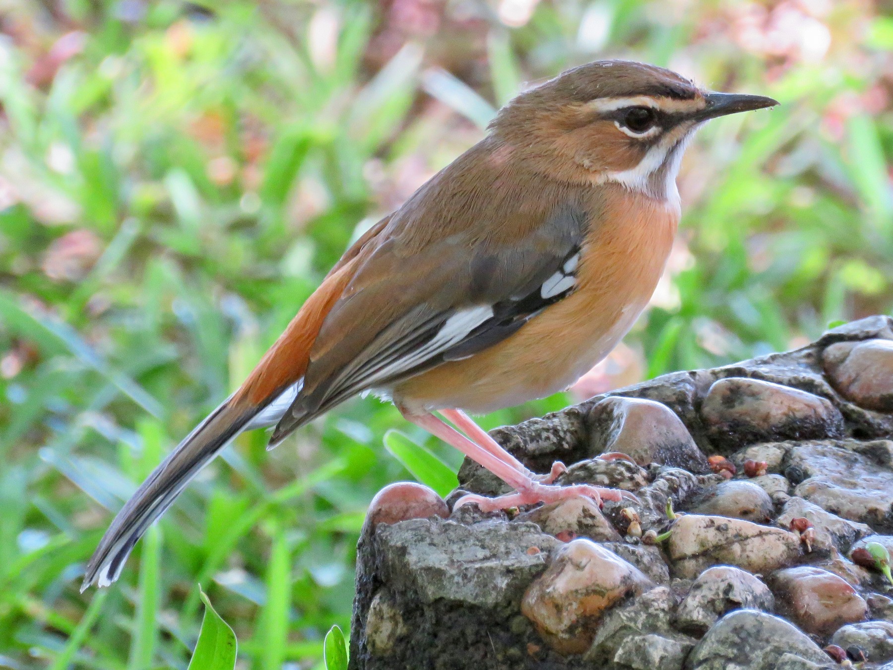 Bearded Scrub-Robin - eBird