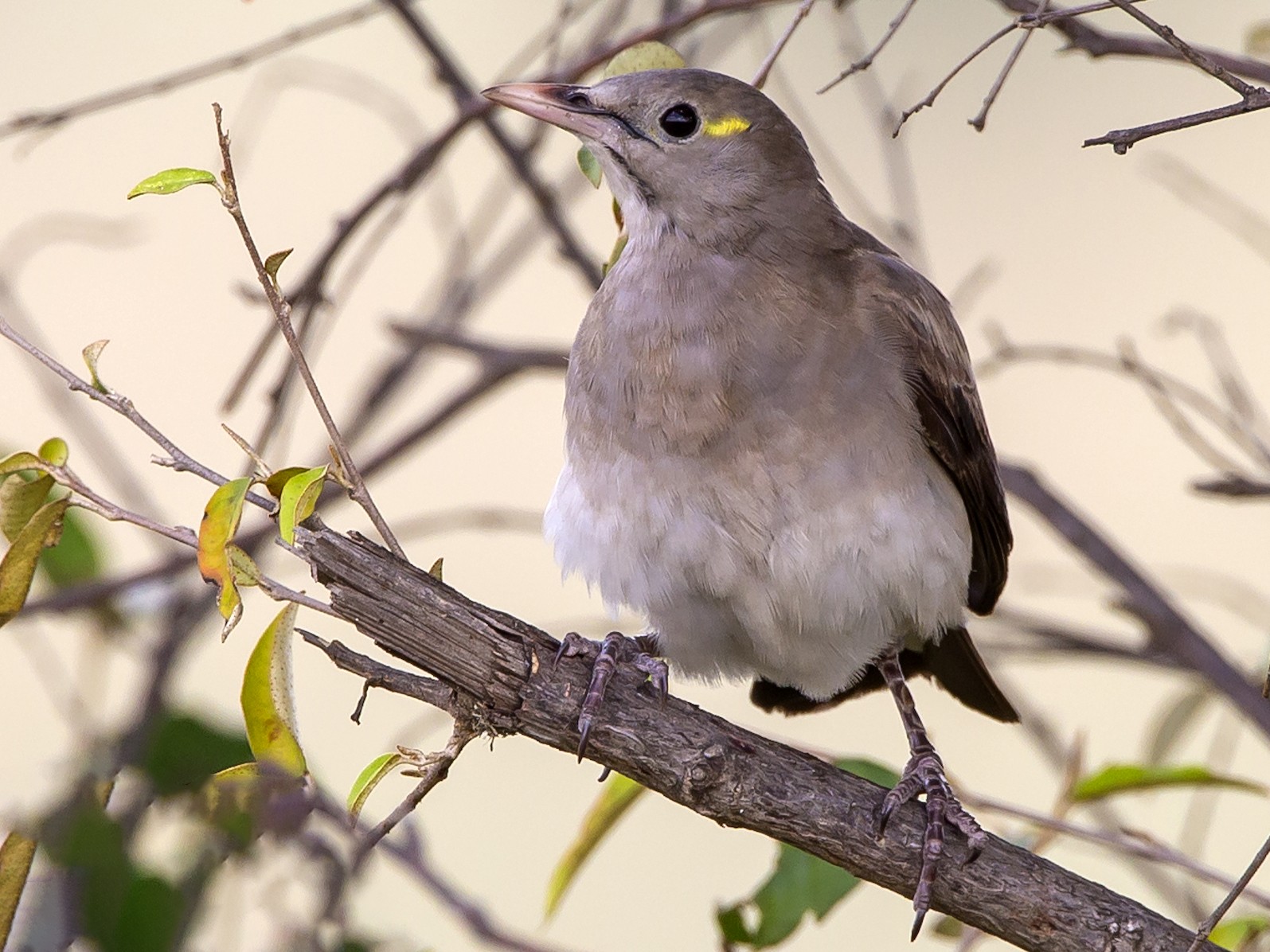 Wattled Starling - eBird