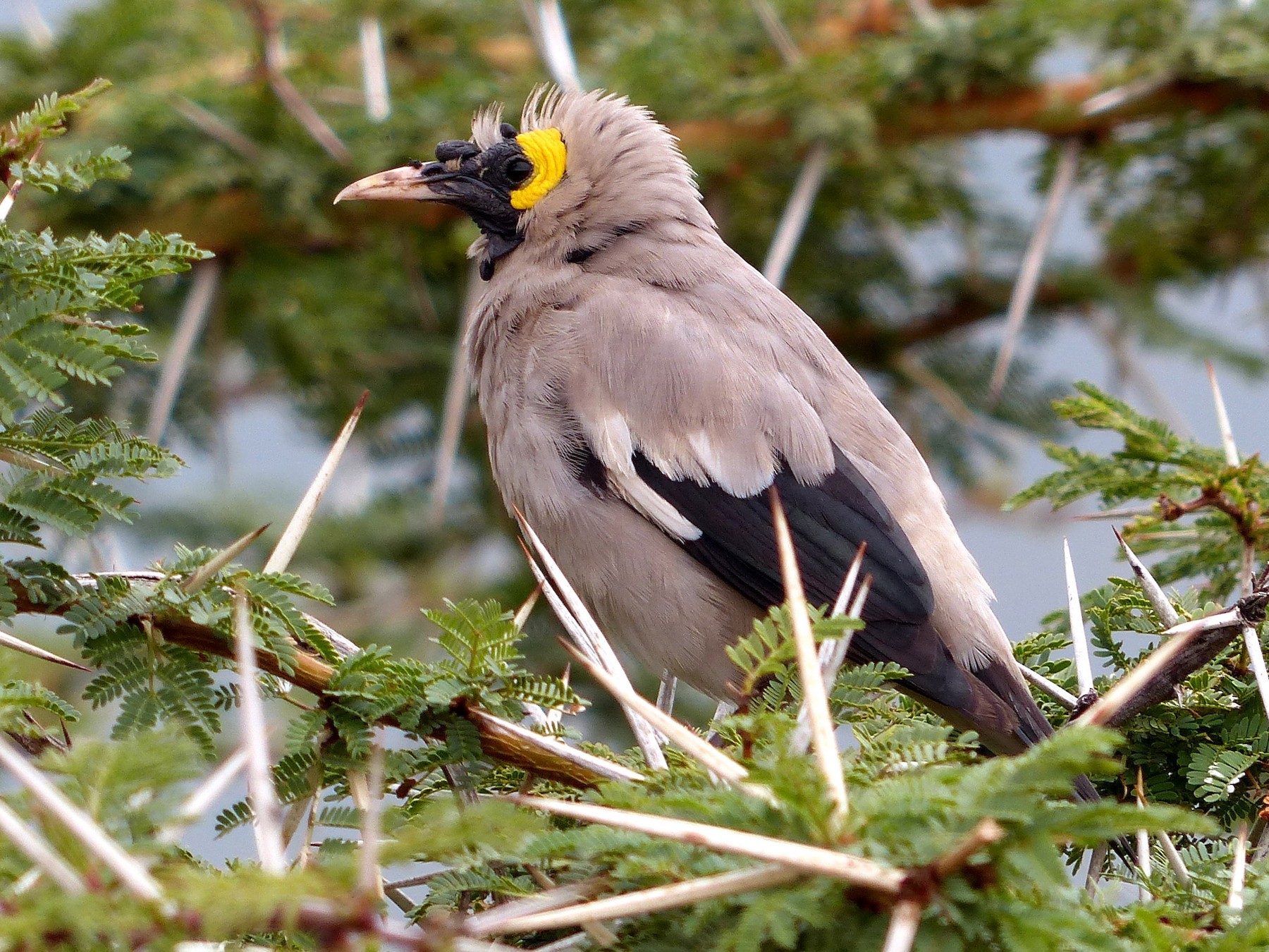 Wattled Starling - eBird