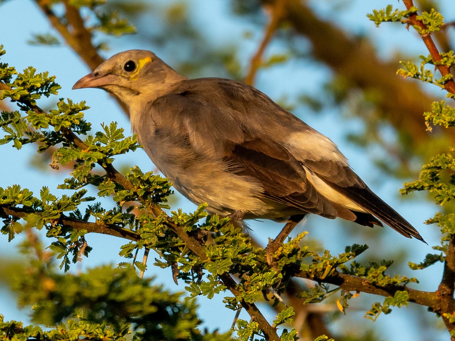 Wattled Starling - eBird