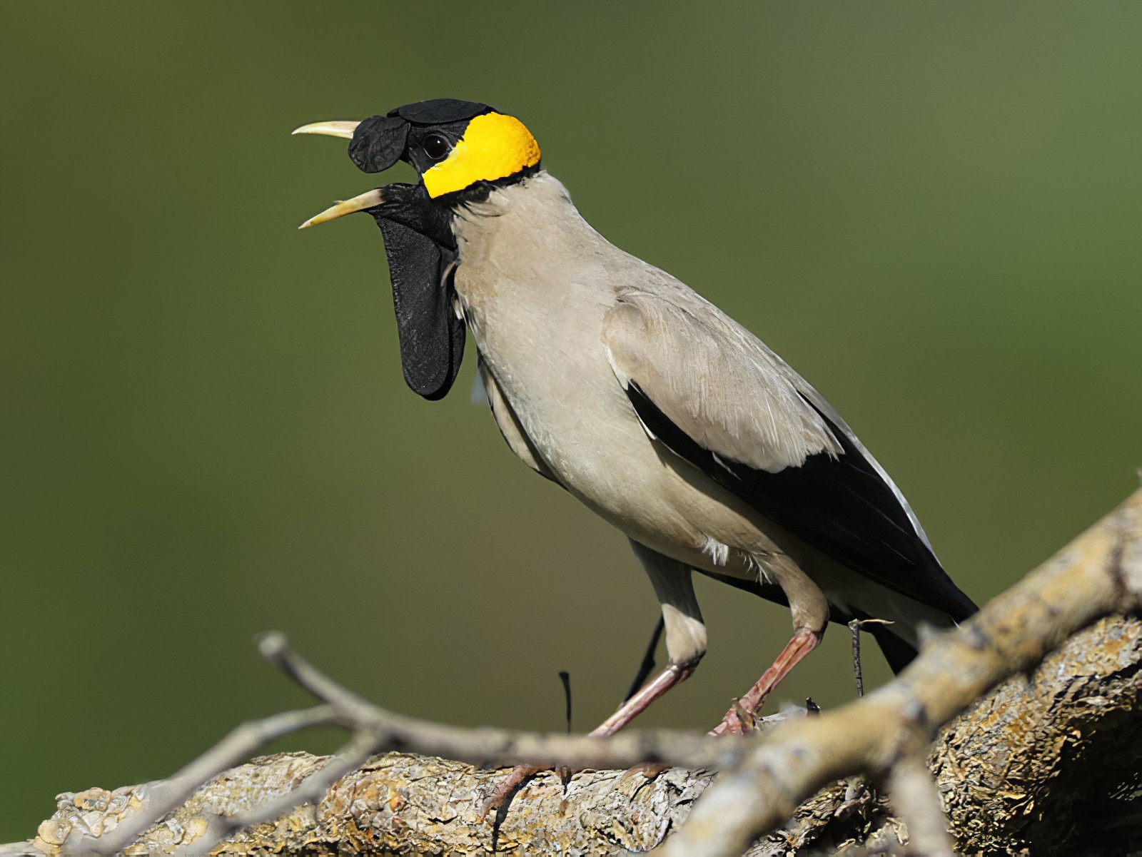 Wattled Starling - eBird