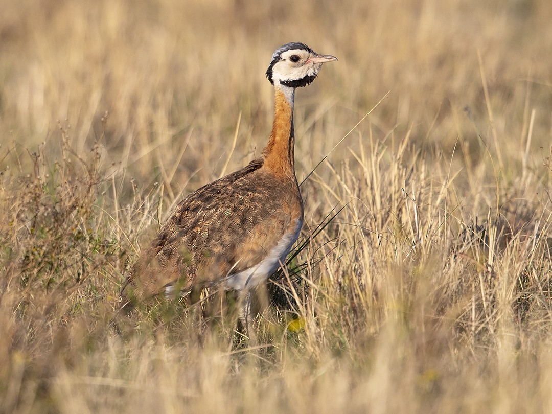 Belotrba droplja - eBird