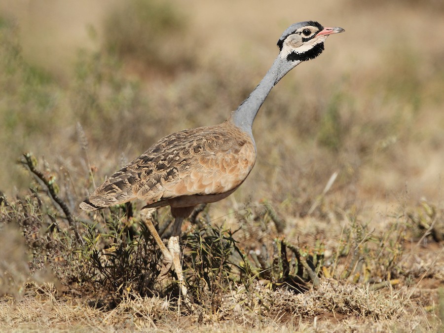 White-bellied Bustard - eBird