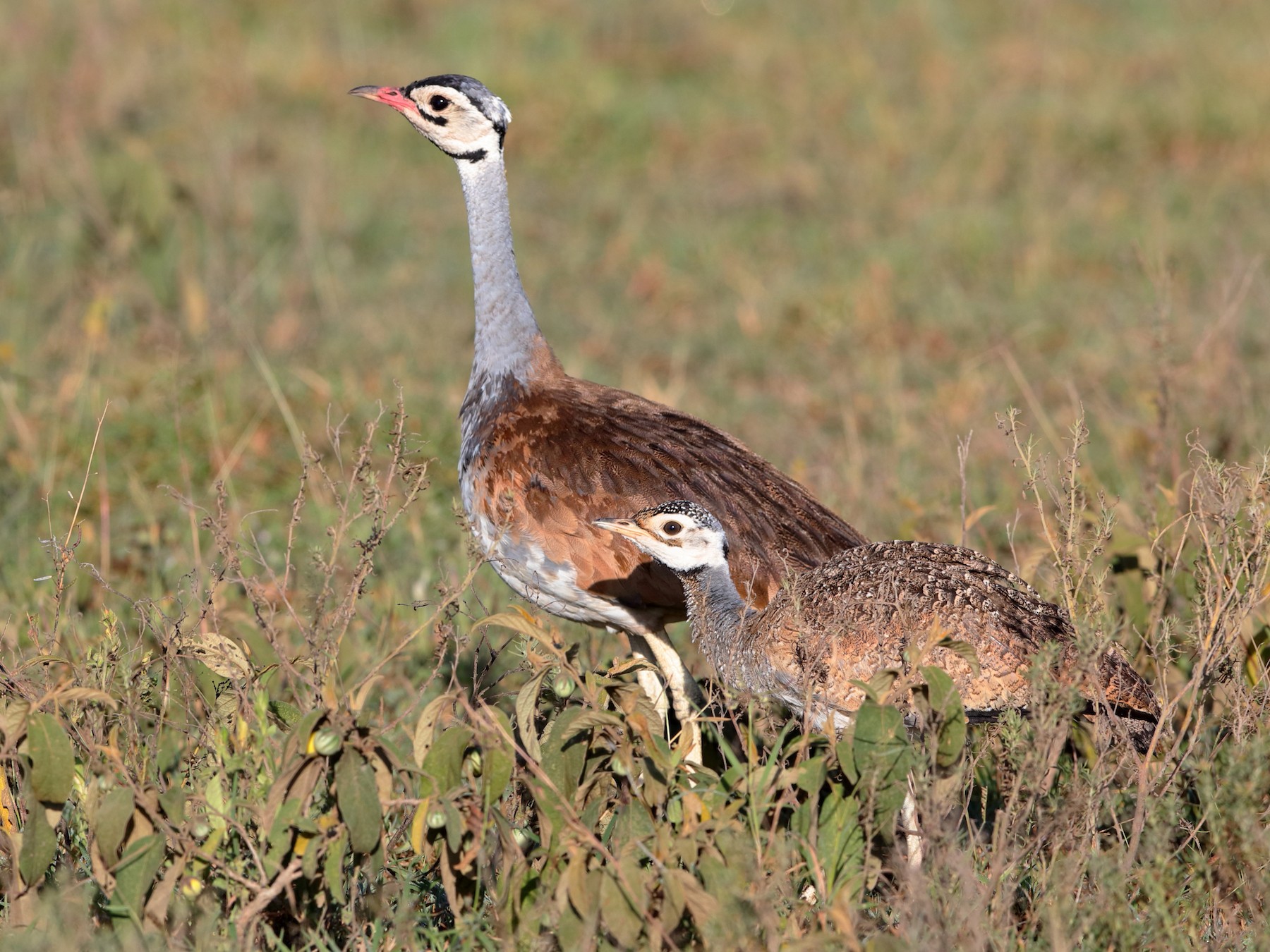 White-bellied Bustard - eBird