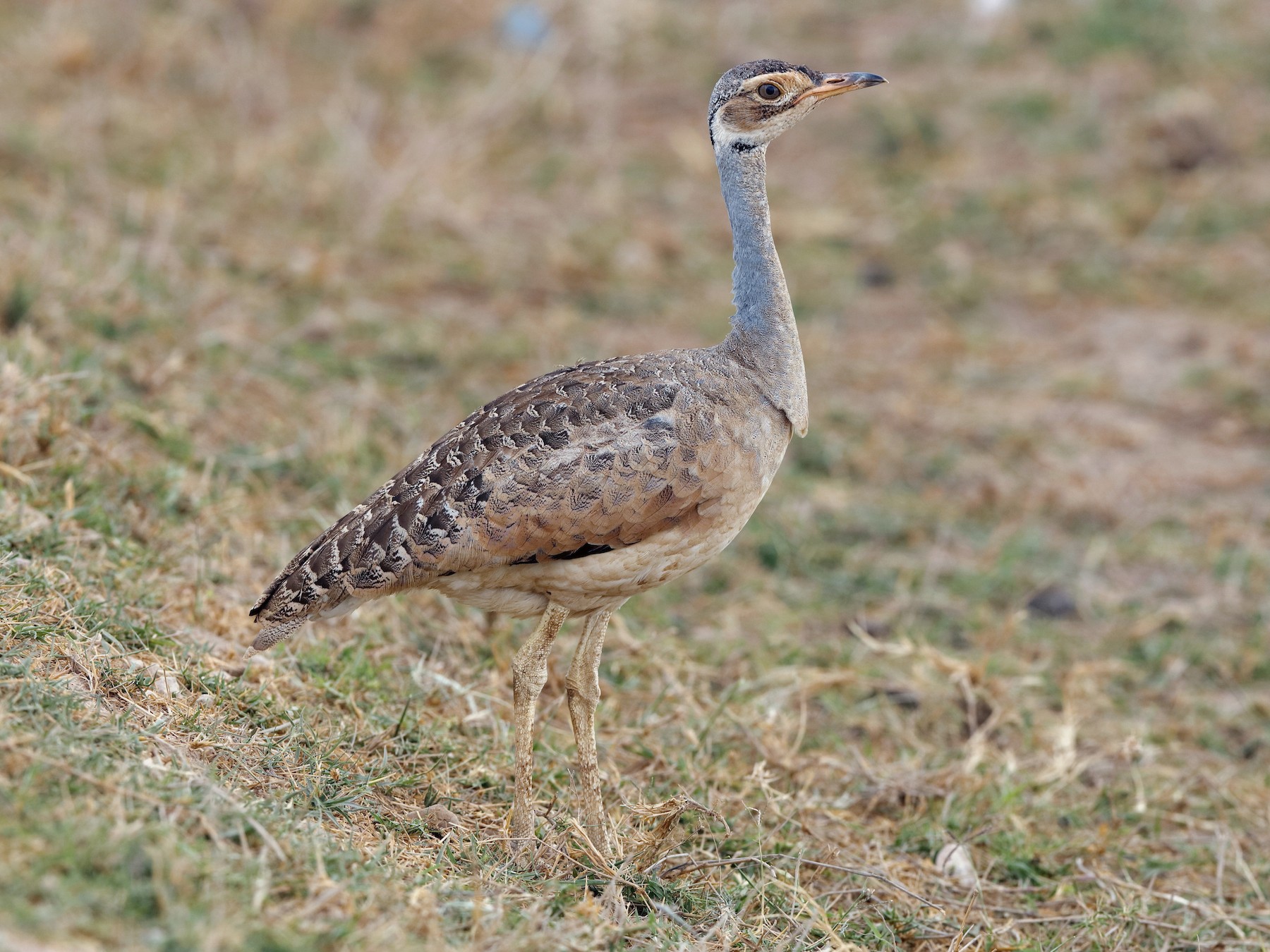 Belotrba droplja - eBird