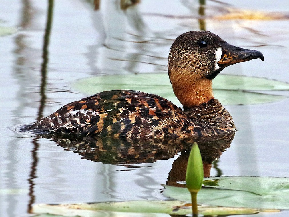White-backed Duck - eBird