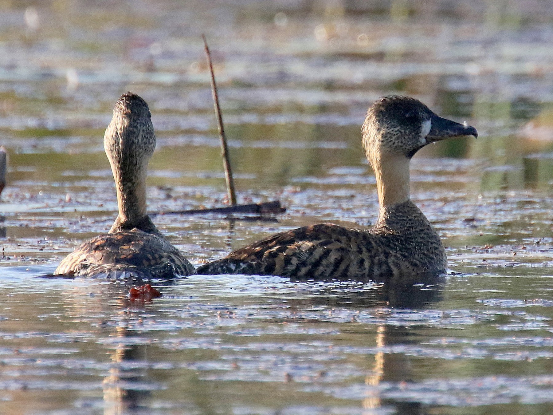 White-backed duck - eBird