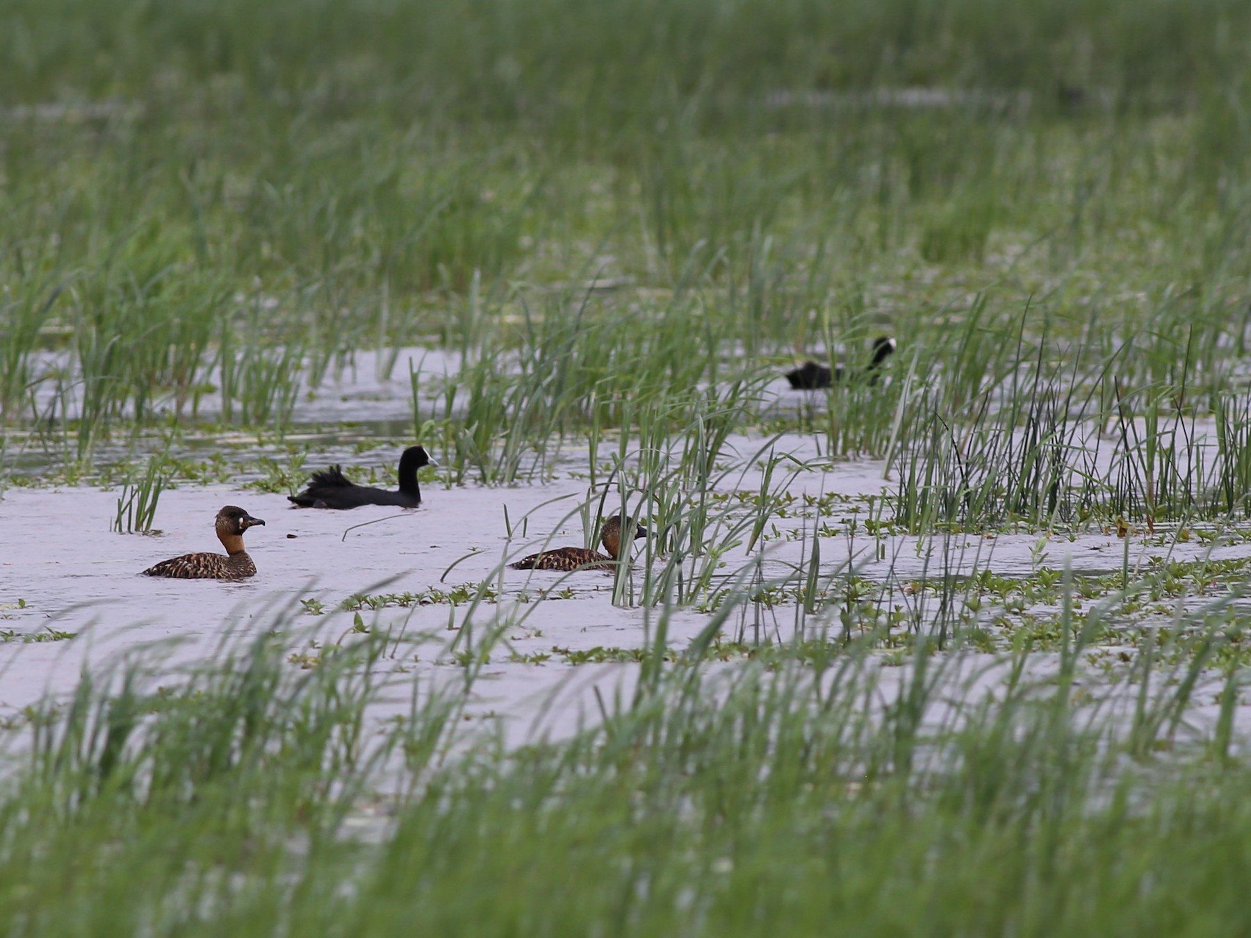 White-backed duck - eBird