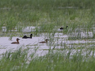 White-backed Duck - eBird