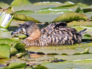 White-backed Duck - eBird