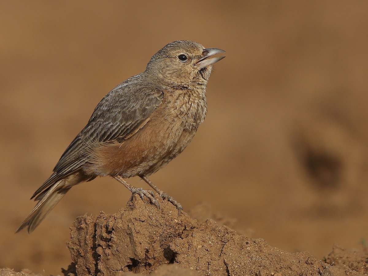Rufous-tailed Lark - Ammomanes phoenicura - Birds of the World