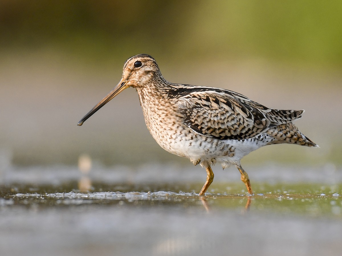 Latham's Snipe - Gallinago hardwickii - Birds of the World