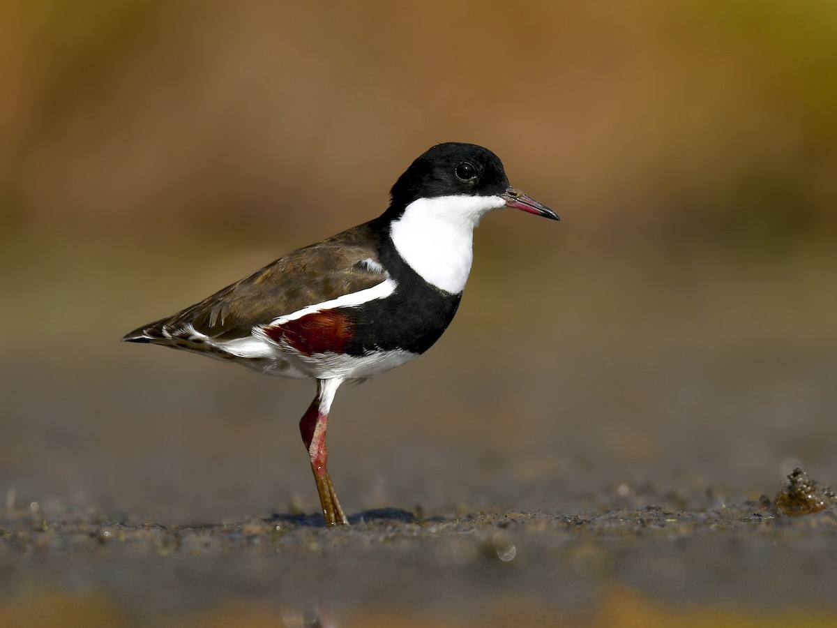 Red-kneed Dotterel - Erythrogonys cinctus - Birds of the World