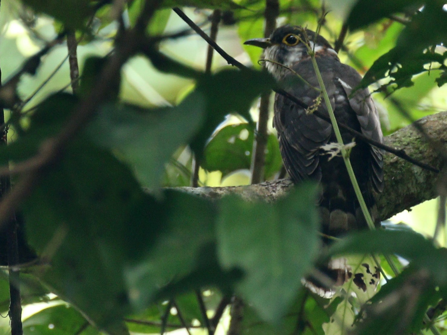 Moustached Hawk-Cuckoo - eBird