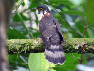 Moustached Hawk-Cuckoo - eBird