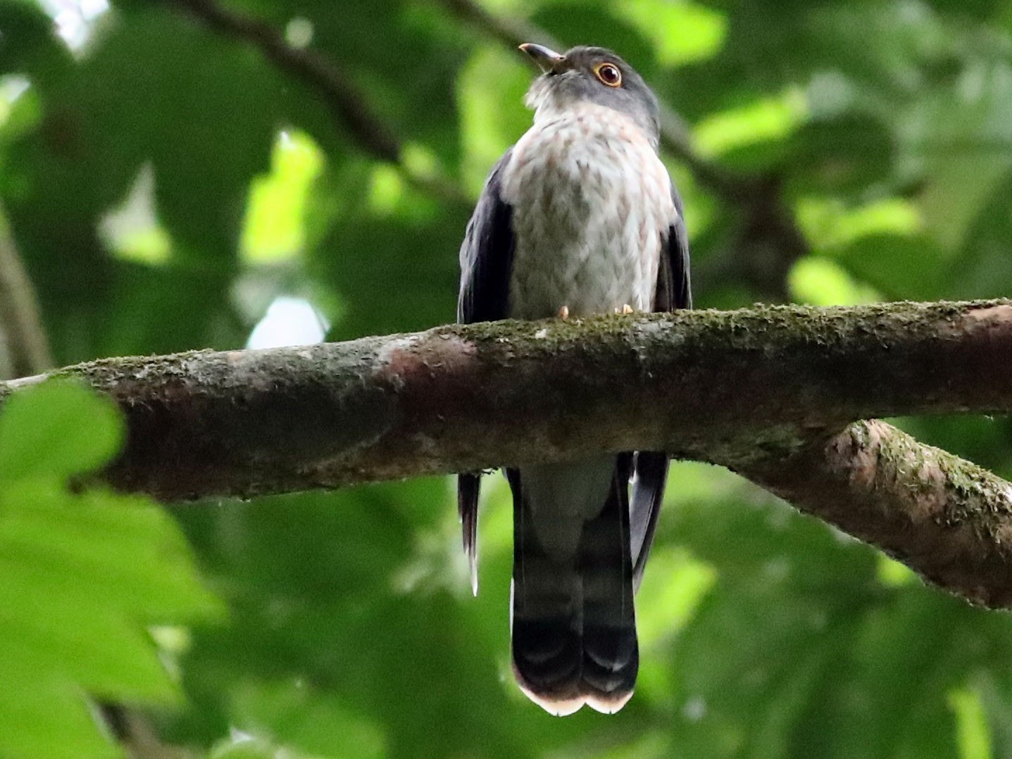 Malaysian Hawk-Cuckoo - eBird
