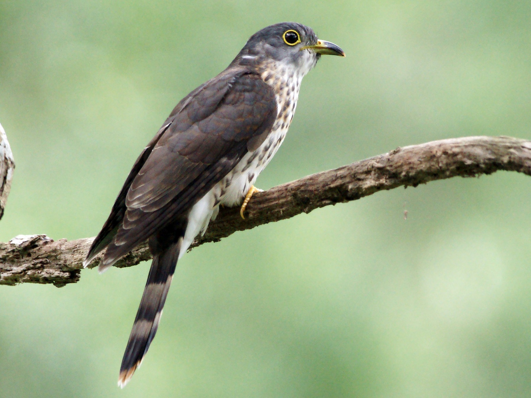 Malaysian Hawk-Cuckoo - eBird