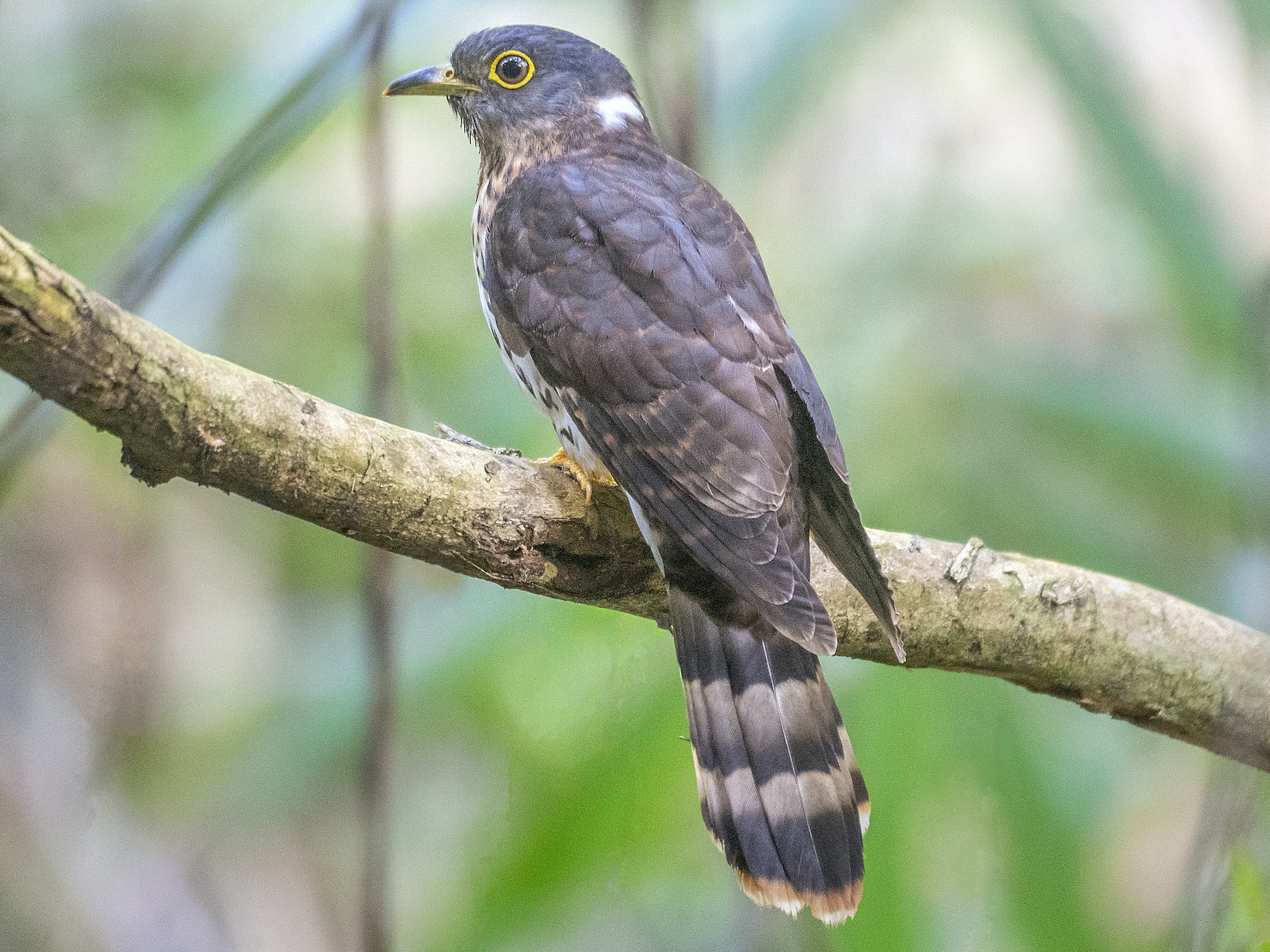 Malaysian Hawk-Cuckoo - eBird