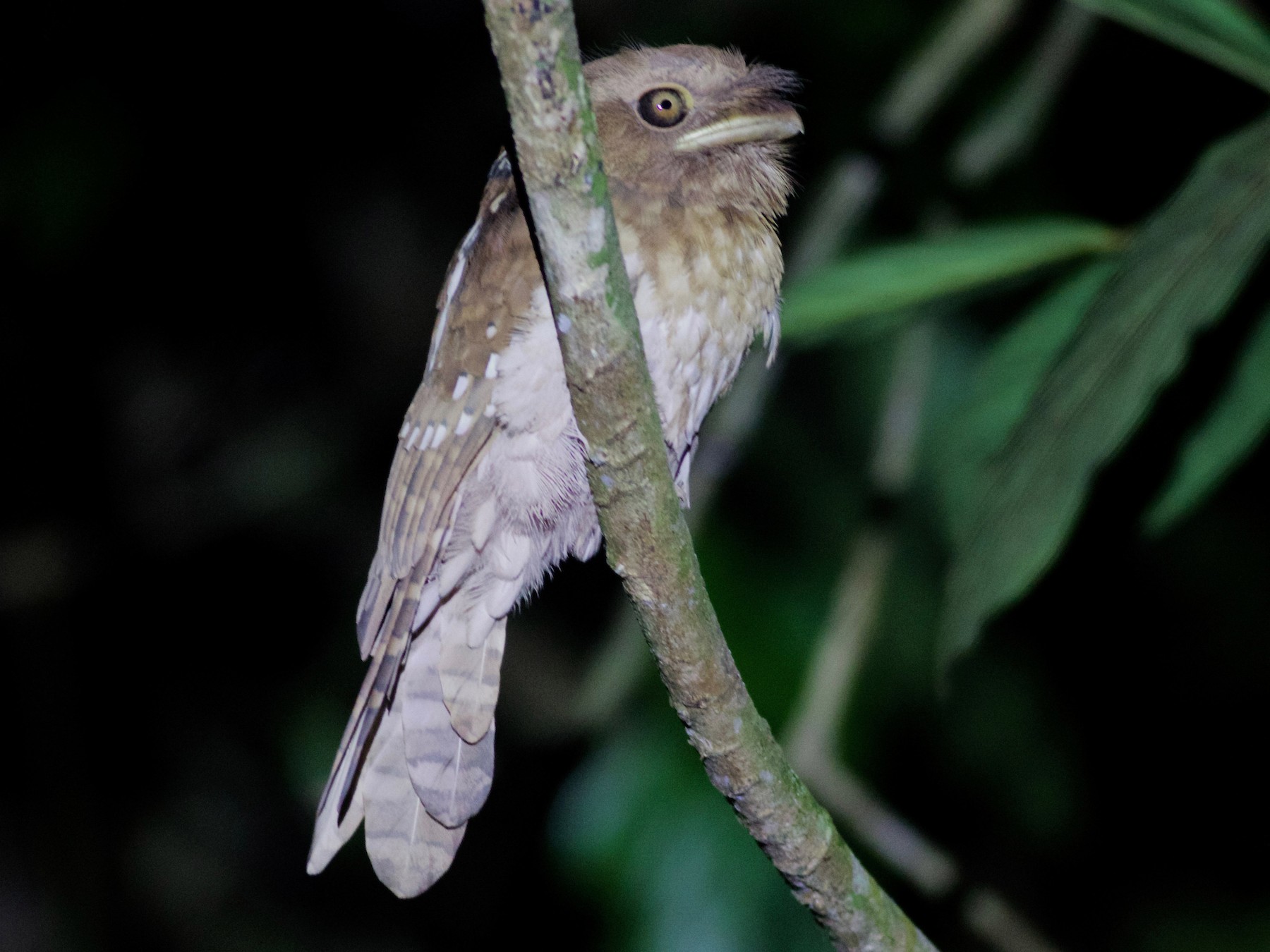 Gould's Frogmouth - eBird